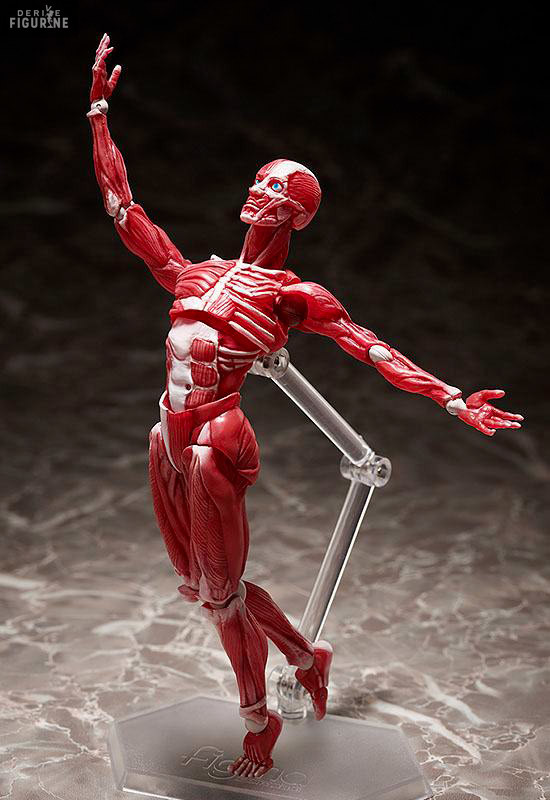 Figurine Human Anatomical Model, Figma - Original Character - Max Factory